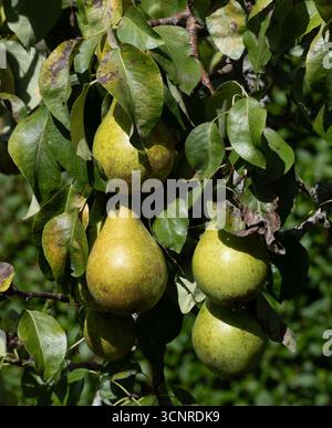 Pears, 5 varieties Stock Photo - Alamy