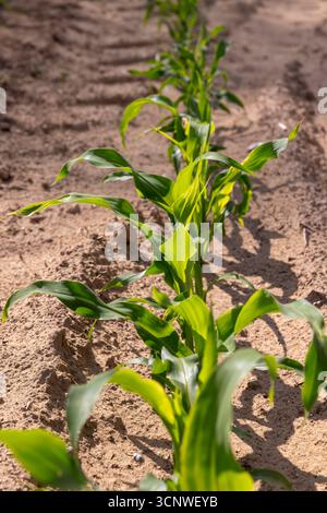 Corn before harvest. Plants against the setting golden sun. Corn field ...