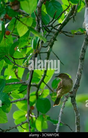 Cream-vented Bulbul (Pycnonotus simplex) on a branch, Borneo, Malaysia ...