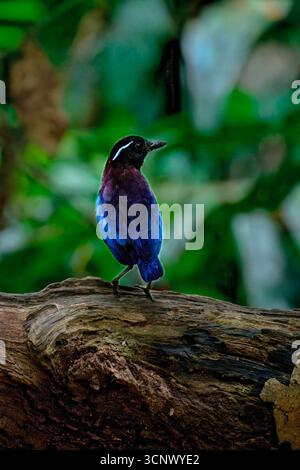 Black-crowned Pitta (Erythropitta ussheri), Sabah, Malaysia, Asia Stock ...