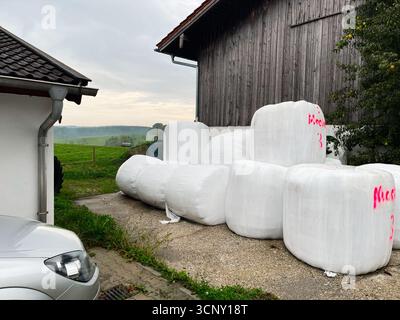 German farm and barn driveway with grass and cherry tree in sunshine ...