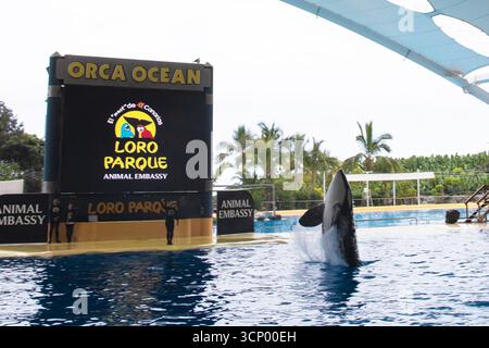 Orca performing during a show at Loro Parque in Tenerife Spain on ...
