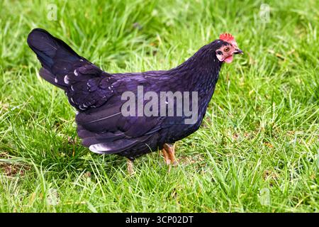 Image of domestic feathered bird black hen on green grass Stock Photo ...