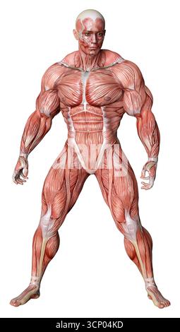 3D rendering of a male figure with muscle maps isolated on white ...