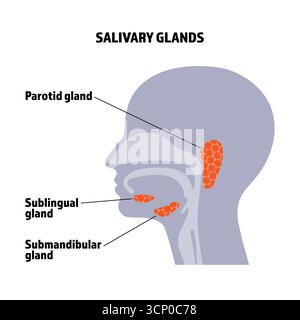 Human salivary glands, cross section illustration Stock Photo - Alamy