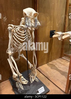 Skeleton of chimpanzee on display in museum Stock Photo - Alamy