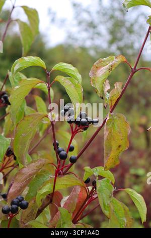 Red autumn leaves, wild dogwood berry fall leaf in forest or woods ...