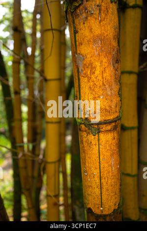Painted bamboo (Bambusa vulgaris vittata) is a perennial gras native to ...