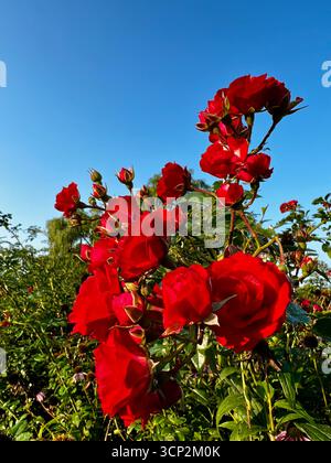 Red roses in the flowerbed of the spring garden Stock Photo - Alamy