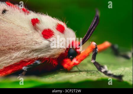 Rosy Ermine Moth, Trosia nigropunctigera, in Mexican Cloud Forest Stock ...