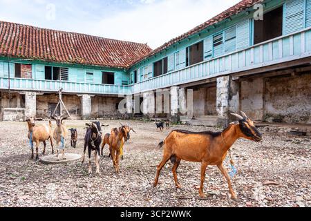 Herd of goats inside the Boljoon Heritage Church complex in Cebu ...