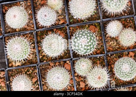 Top view of many small Mammillaria cactus plants Stock Photo - Alamy