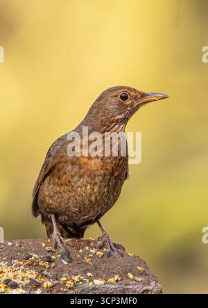 Female Blackbird sunbathing Stock Photo - Alamy