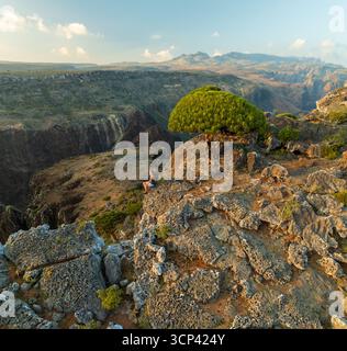 Firmihin, Yemen - 22 November 2024: Aerial view of a solitary dragon ...