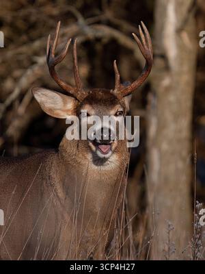 Whitetail Deer Buck in Autumn in Colroado Stock Photo - Alamy