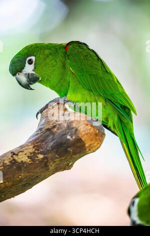 A macro of a Macaw's face Stock Photo - Alamy