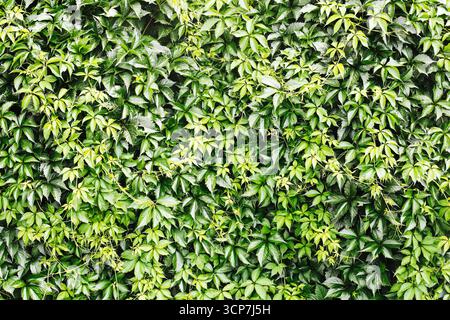 Fresh green leaves covering the wall. Natural green background from ...