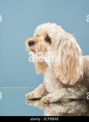 Calming pet down Stock Photo - Alamy