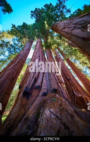 A lush canopy of trees in a park setting providing a tranquil ...
