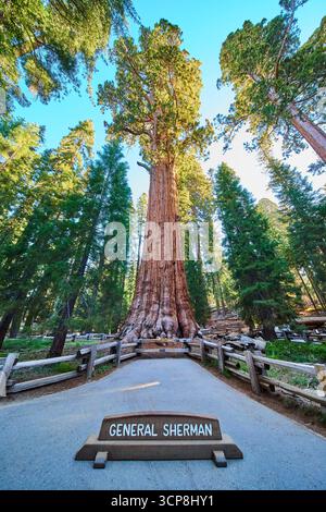 Pathway in the sequoia forest Stock Photo - Alamy