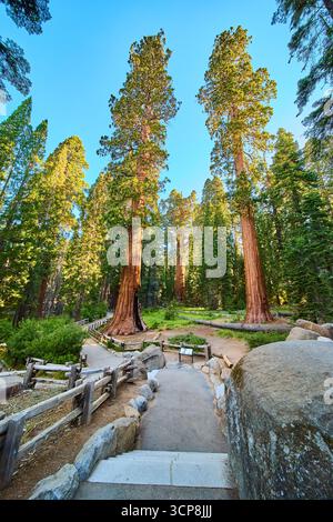 landscape and trees in Sequoia National Park in California in united ...