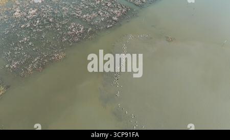 Aerial view of a duck farm in a watery rice field Stock Photo - Alamy