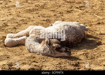 Sleepy Calf Resting On The Ground Alone Stock Photo - Alamy