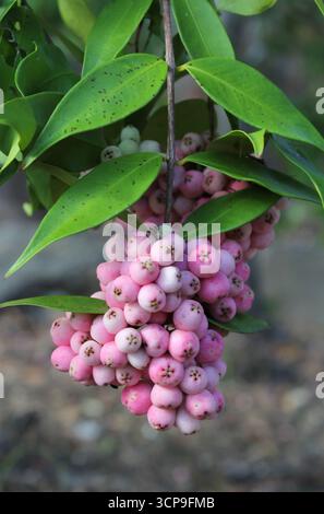 Pink Lilly Pilly berries on the tree, green leaves, summer, Australian ...