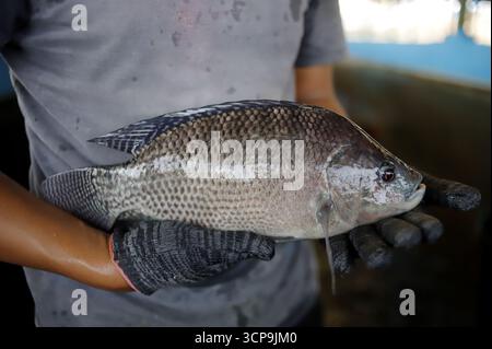 Aquaculture farmers hold quality tilapia yields in hand. Tilapia ...
