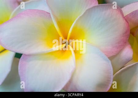A closeup of white and yellow Plumeria rubra, common frangipani Stock ...