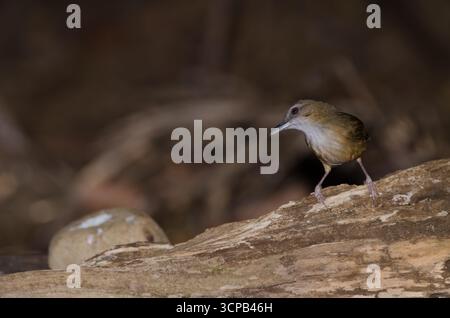 Abbott's babbler Malacocincla abbotti williamsoni. Cat Tien National ...