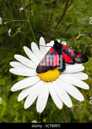 Narrow bordered 5 spot burnet moth Stock Photo - Alamy