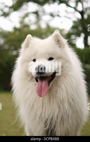 Nice Samoyed white dog is on snow sea beach in Latvia Stock Photo - Alamy