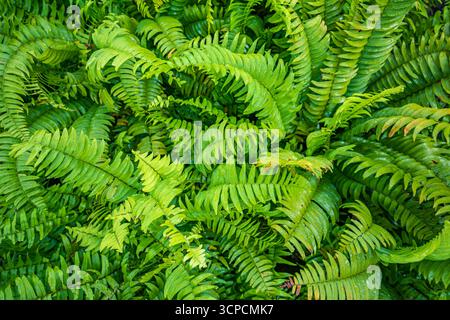 Top View of Lush Green Leaves Pattern, Beautiful Natural Botanical ...