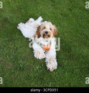 A Young Second Generation Cockapoo crossbreed between a Cocker Spaniel ...
