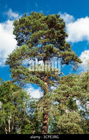 A vertical view of a beautiful scots pine tree Stock Photo - Alamy