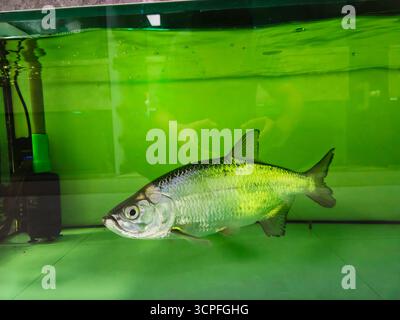 Indo Pacific tarpon, Fish, Megalops cyprinoides, Tarpon Indo Pacific or ...