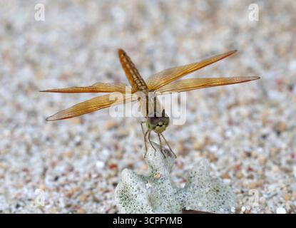 Indonesian Red winged Dragonfly - Neurothemis terminata close up/super ...