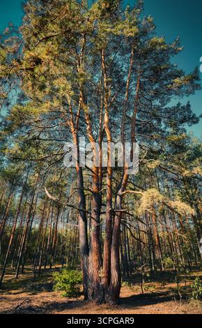 multi trunk tree Stock Photo - Alamy