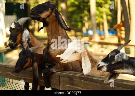 Goats on pasture by a wooden barn Stock Photo - Alamy