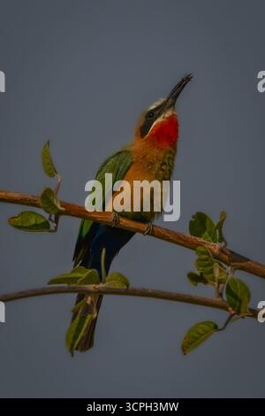 A vertical shot of a fly holding on to a pine tree spikes Stock Photo ...