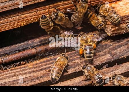 Honeybees busy working at their beehive Stock Photo - Alamy