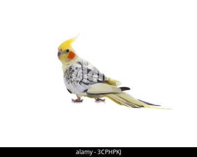 cockatiel parrot isolated on a white background Stock Photo - Alamy
