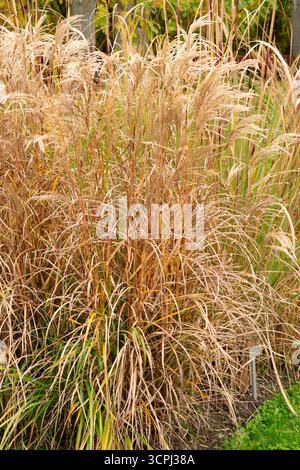 Saint Gallen, November 3, 2024 Miscanthus Sinensis Fidel Elegance plant ...