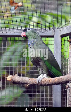 Red-billed Parrot, Pionus sordidus sordidus Stock Photo - Alamy