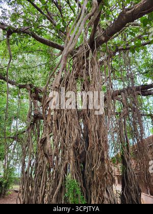 indian national tree Ficus benghalensis or Banyan fruit close view snap ...