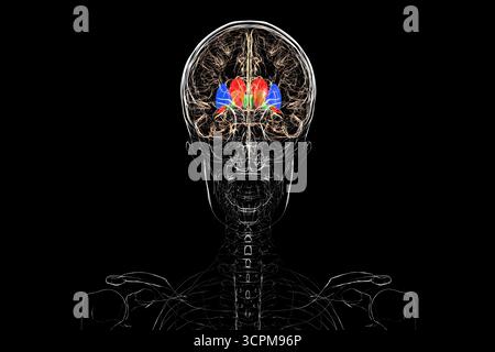 Basal Ganglia anatomy as subcortical nuclei inside the human brain ...