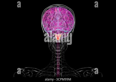 Illustration of a human brain with highlighted medulla oblongata. This ...