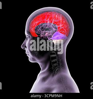 Illustration of a human brain with highlighted falx cerebri and ...