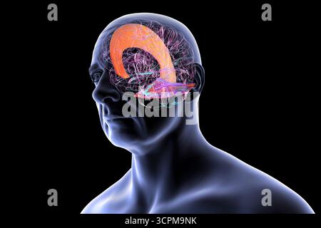 Illustration of a human brain with highlighted falx cerebri and ...